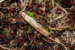 Rote Waldameise (Formica rufa) - Merkmale und Lebensweise